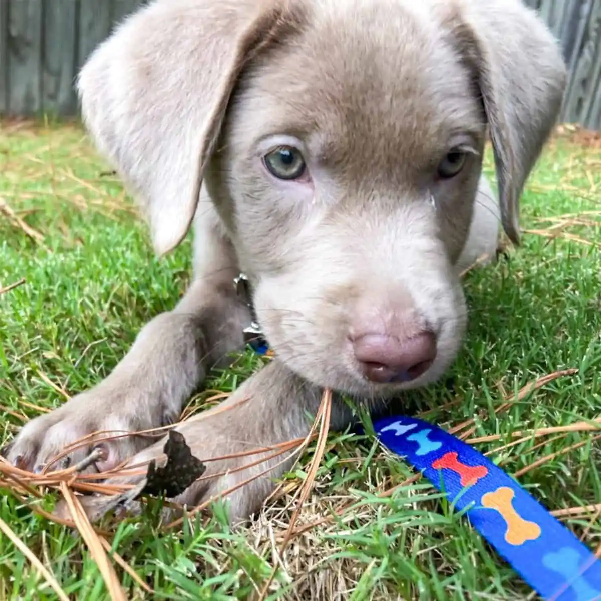 A Guide to Choosing the Right Puppy for Your Family