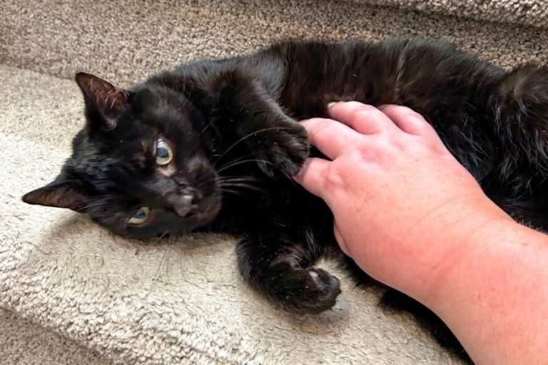What to do if a Cat Becomes Sick – Peak City Puppy