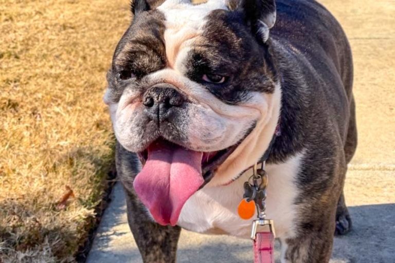 10 Things You Didn't Know About Bulldogs – Peak City Puppy