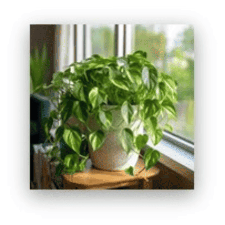 5 Toxic Houseplants for Cats & Safe Alternatives