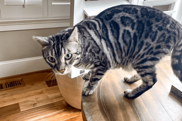Best Hypoallergenic Cat Breeds for Allergy Relief